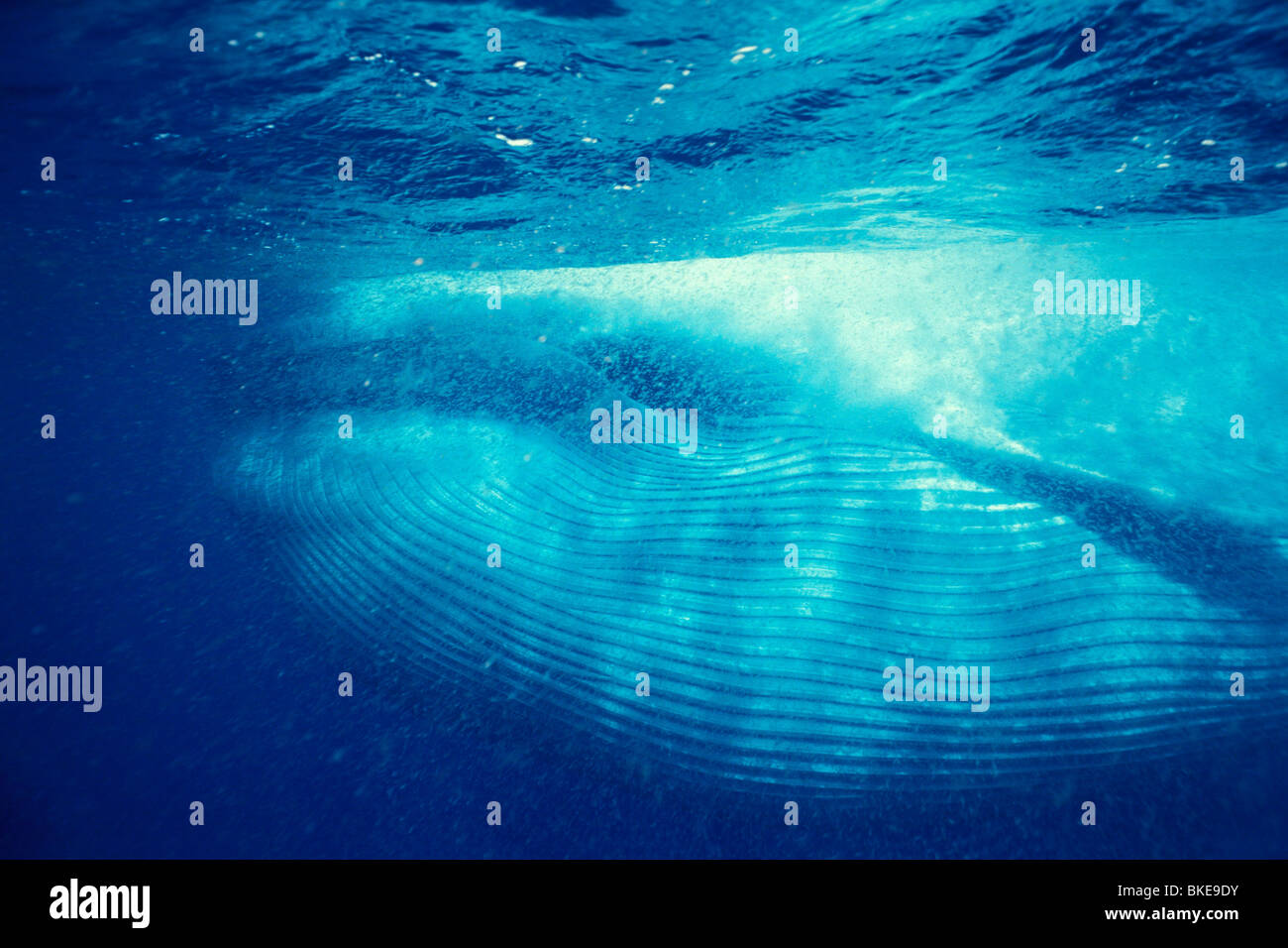 Krill blue whale hi-res stock photography and images - Alamy