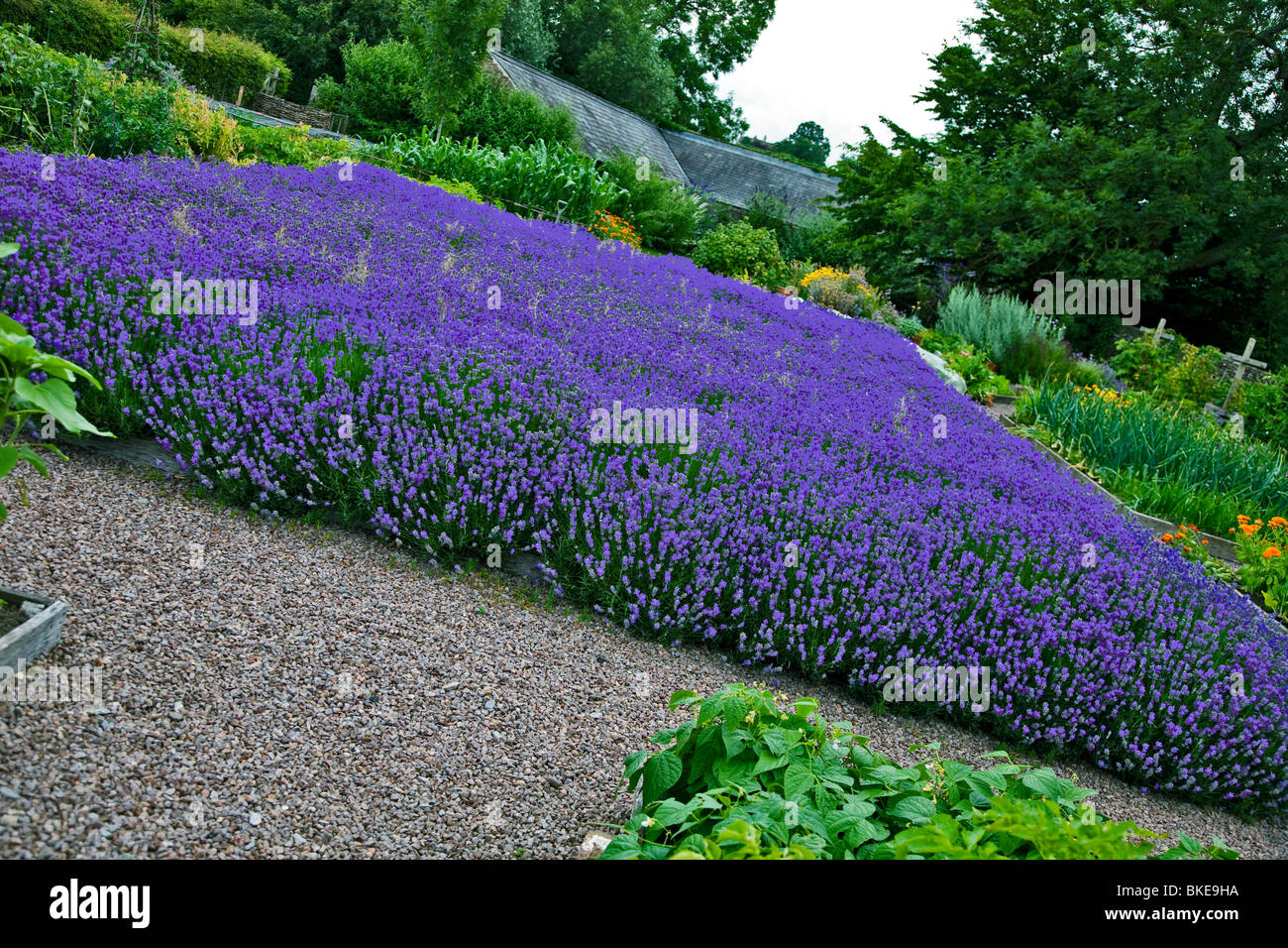 Bed of lavender Stock Photo - Alamy