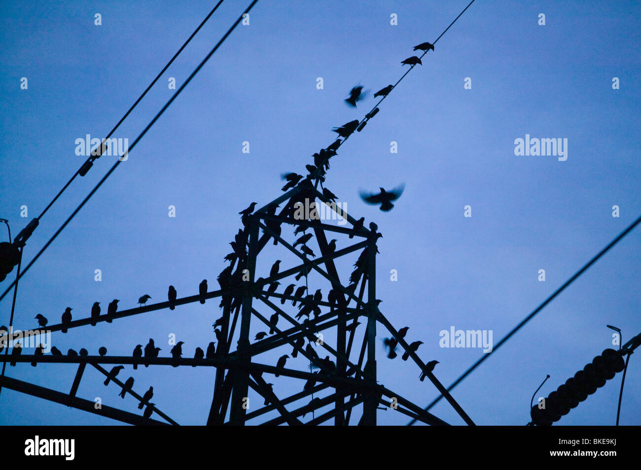 Birds at pylon hi-res stock photography and images - Alamy