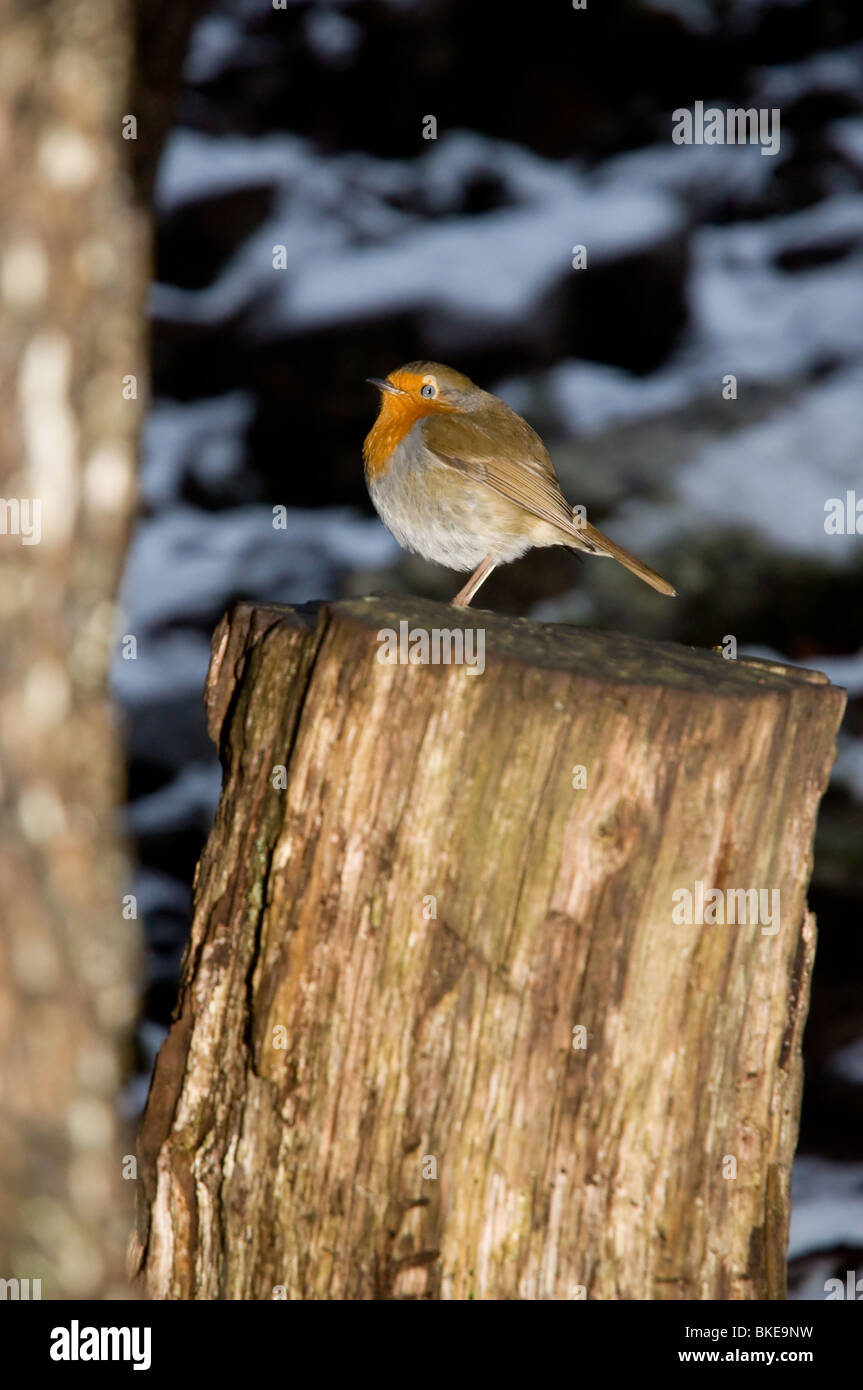 Robin sitting on a stump Stock Photo - Alamy