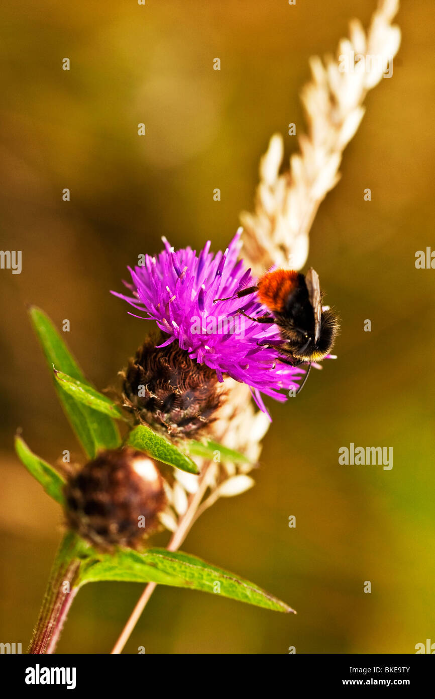 Red Tailed Bumble bee on Knapweed in an Old fashioned meadow with wild ...