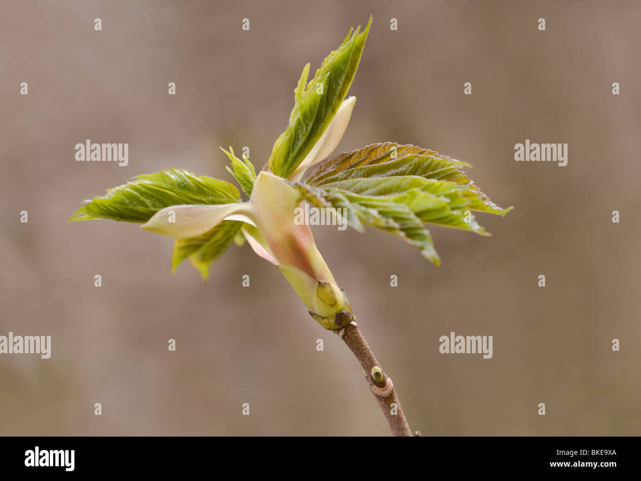 Sycamore tree spring hi-res stock photography and images - Alamy
