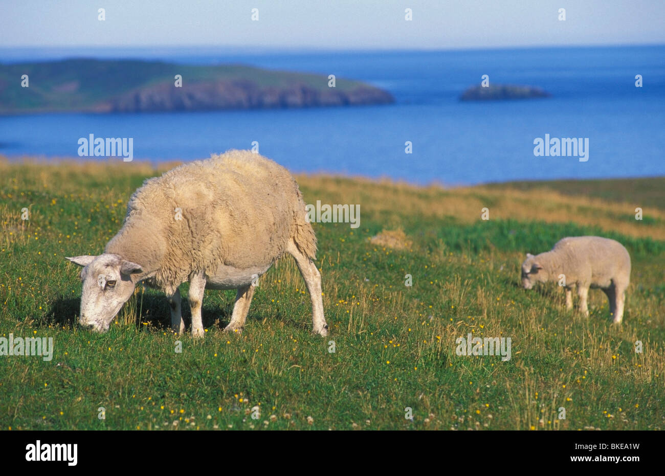 Newfoundland sheep hi-res stock photography and images - Alamy