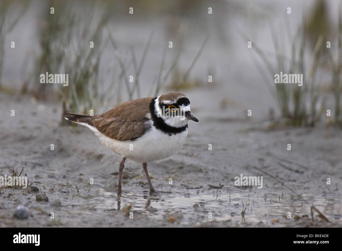 Little Ringed Plover Flußregenpfeifer Stock Photo - Alamy