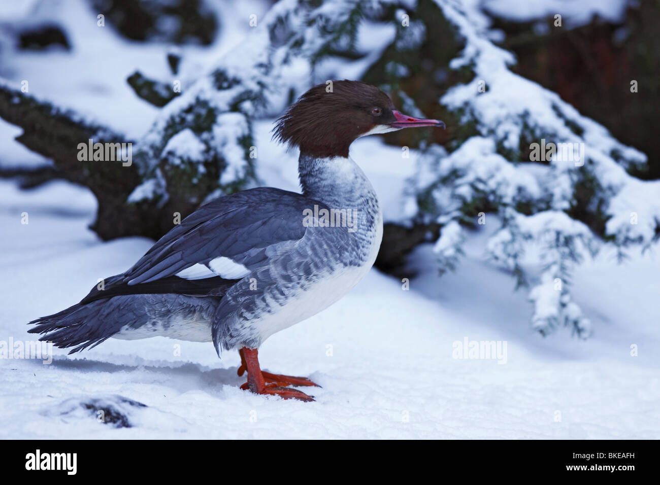 Female common goosander mergus hi-res stock photography and images - Alamy
