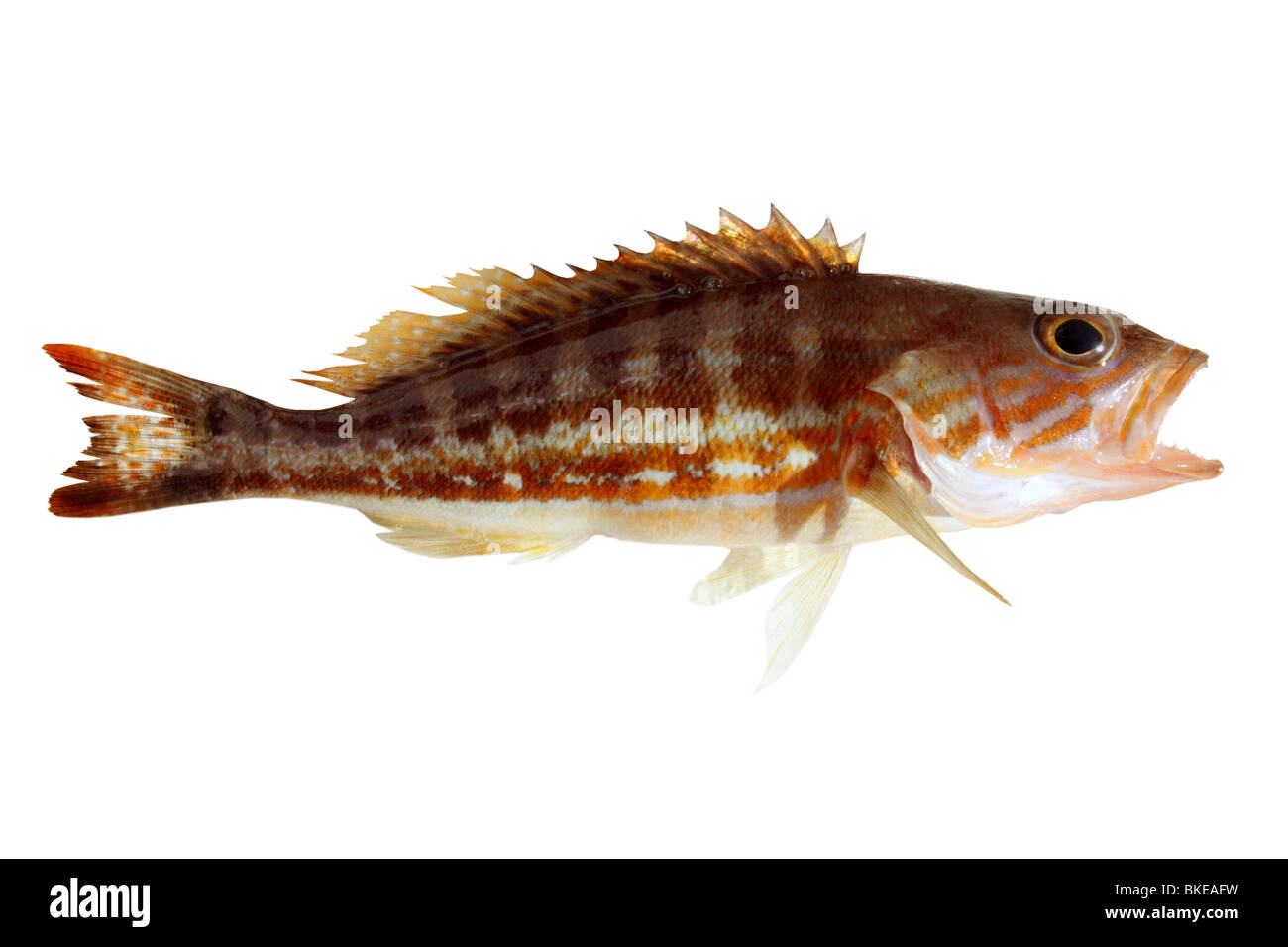 comber fish mediterranean serranus cabrilla isolated on white Stock ...