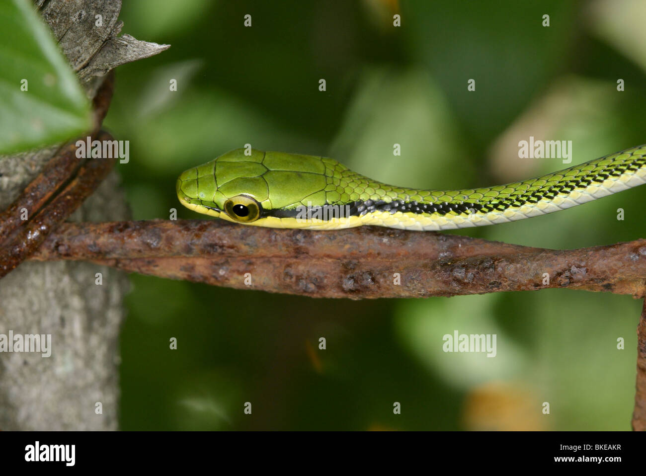 Mexican Parrot Snake Stock Photo - Alamy