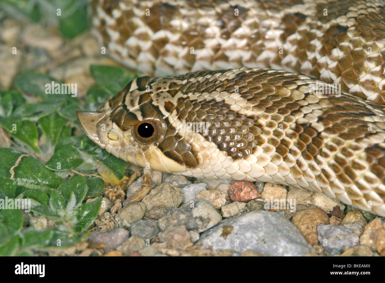 Western Hog-nosed Snake Stock Photo - Alamy