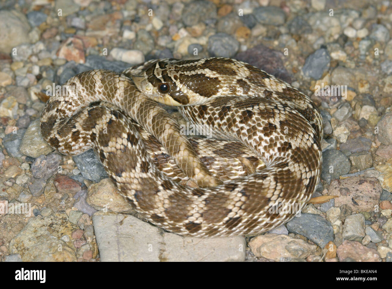 Western Hog-nosed Snake Stock Photo - Alamy