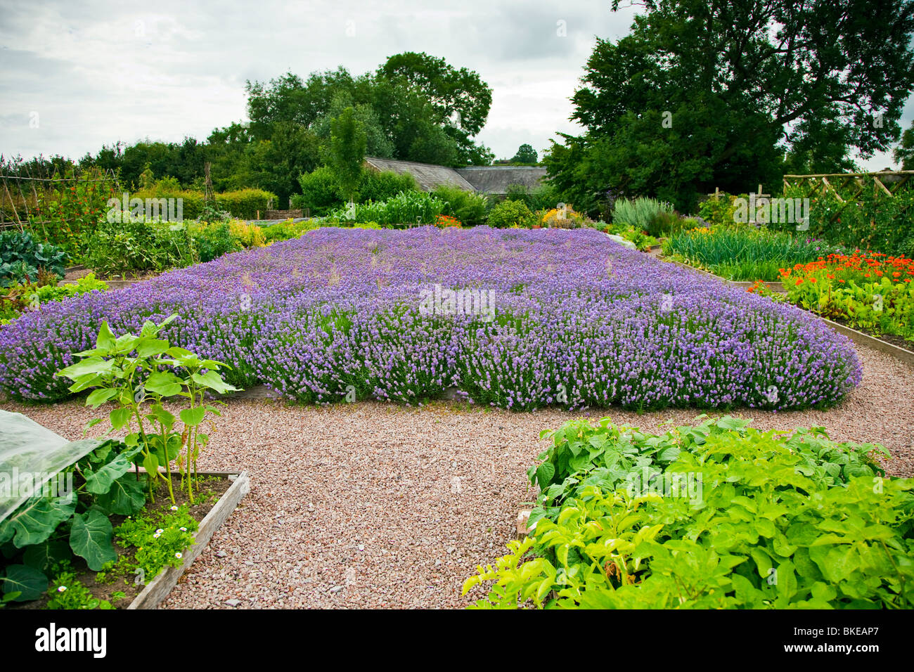 Lavender flower bed hi-res stock photography and images - Alamy