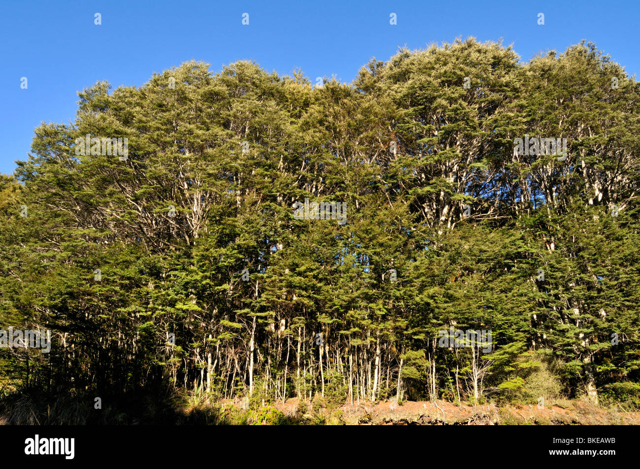 Native bush, West Coast, New Zealand Stock Photo - Alamy