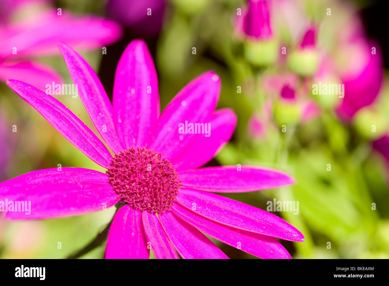 Senetti Stock Photos & Senetti Stock Images - Alamy