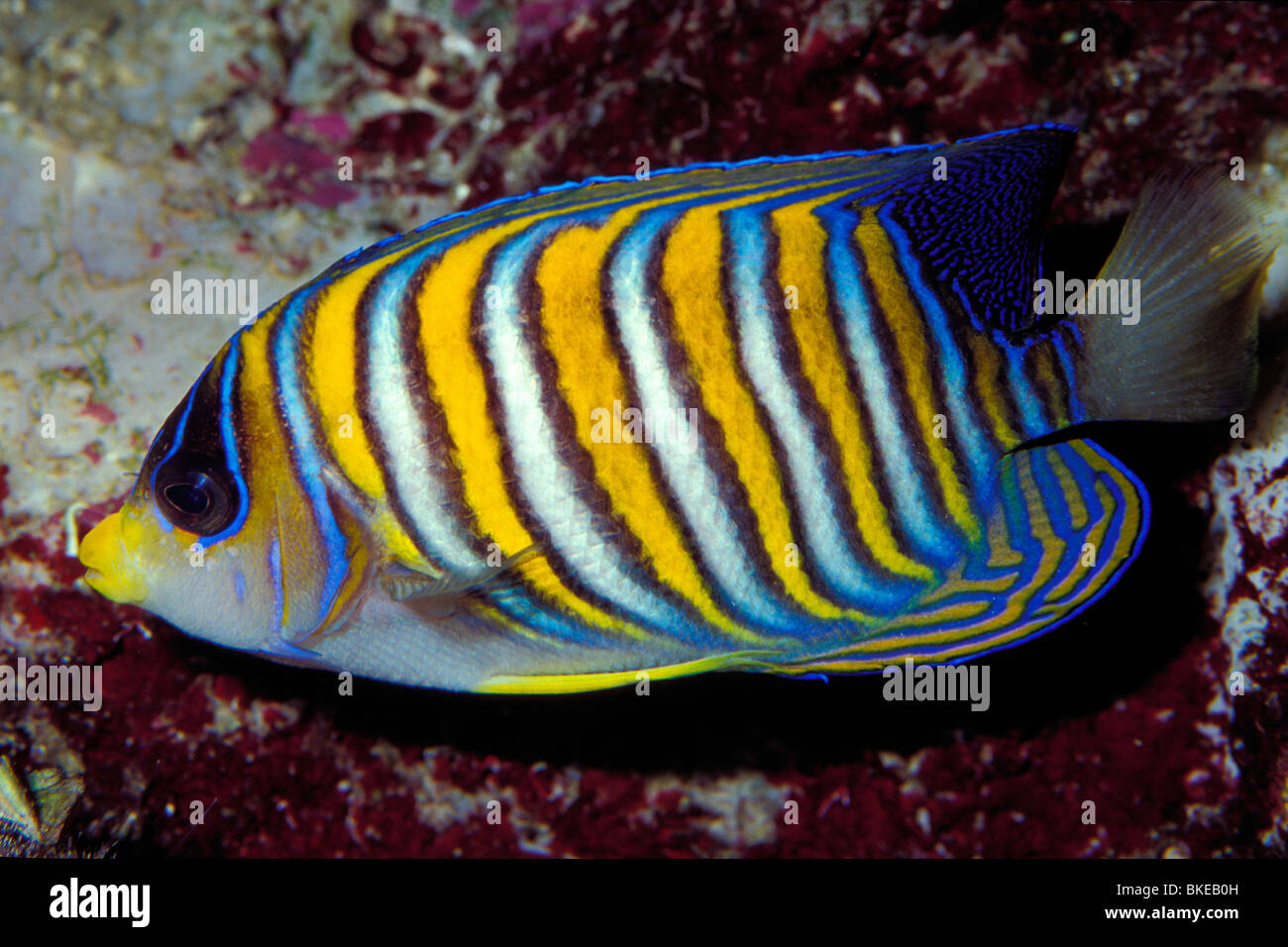 Regal angelfish, Pygoplites diacanthus, Fiji, Pacific Ocean Stock Photo ...