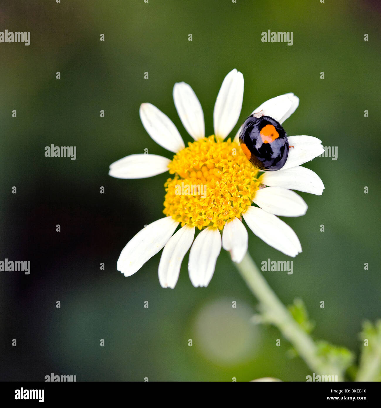 White flower with red spot hi-res stock photography and images - Alamy