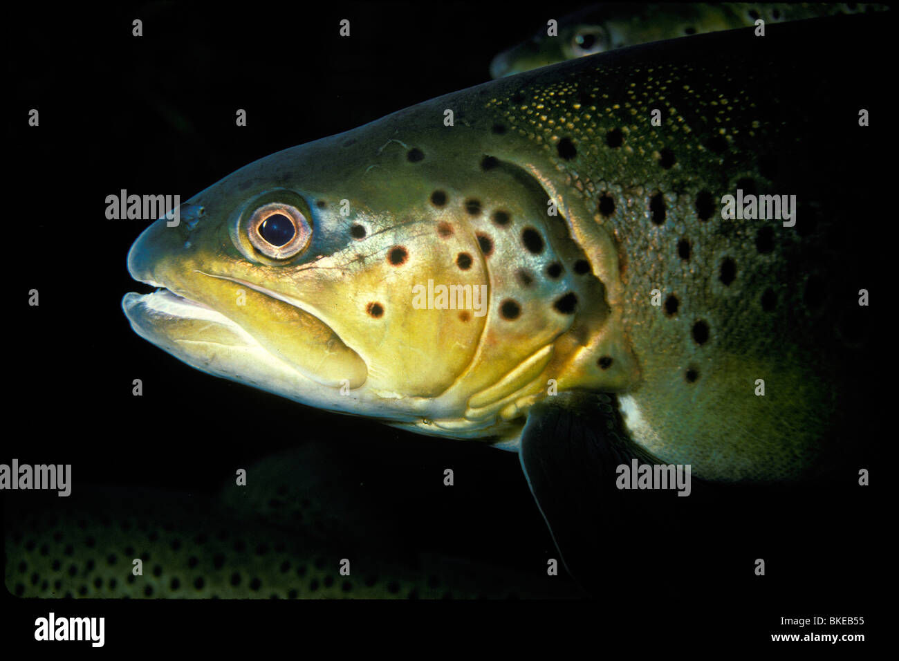 Salmo final hi-res stock photography and images - Alamy