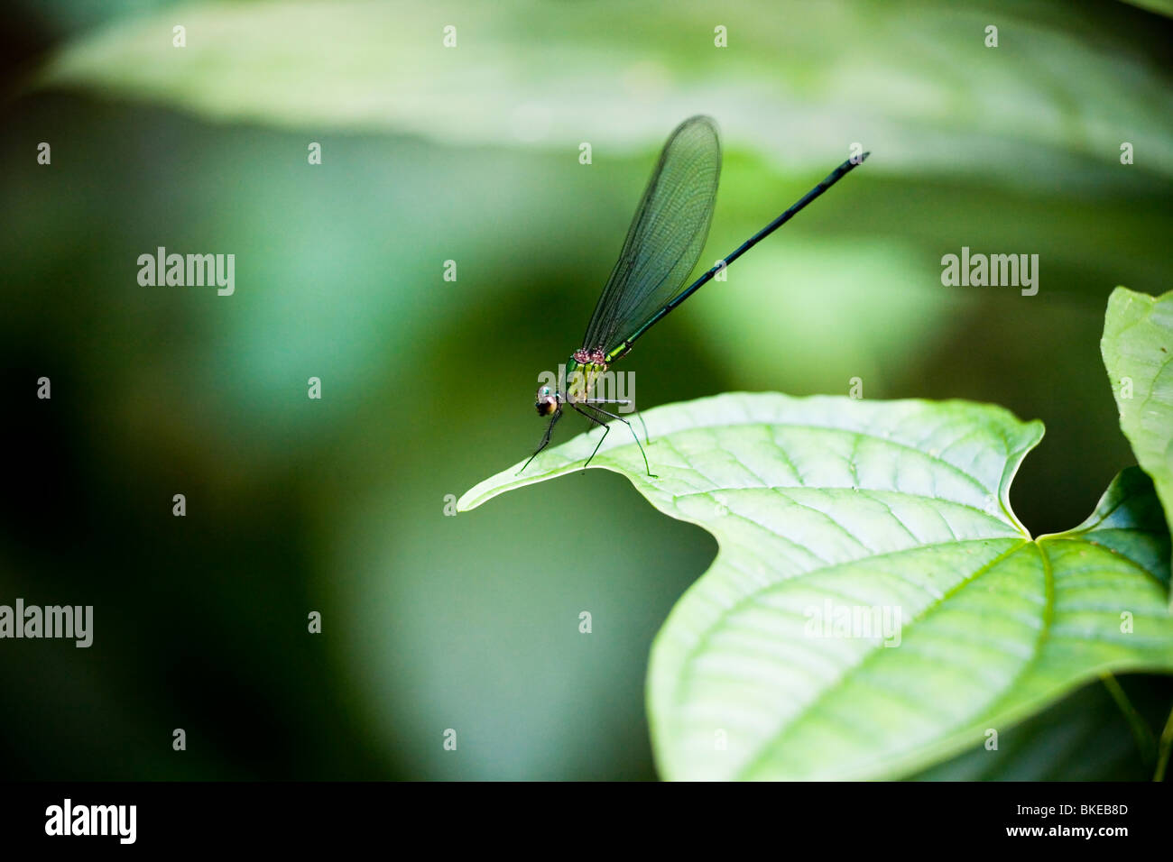 a Dragonfly resting on a leaf Stock Photo - Alamy