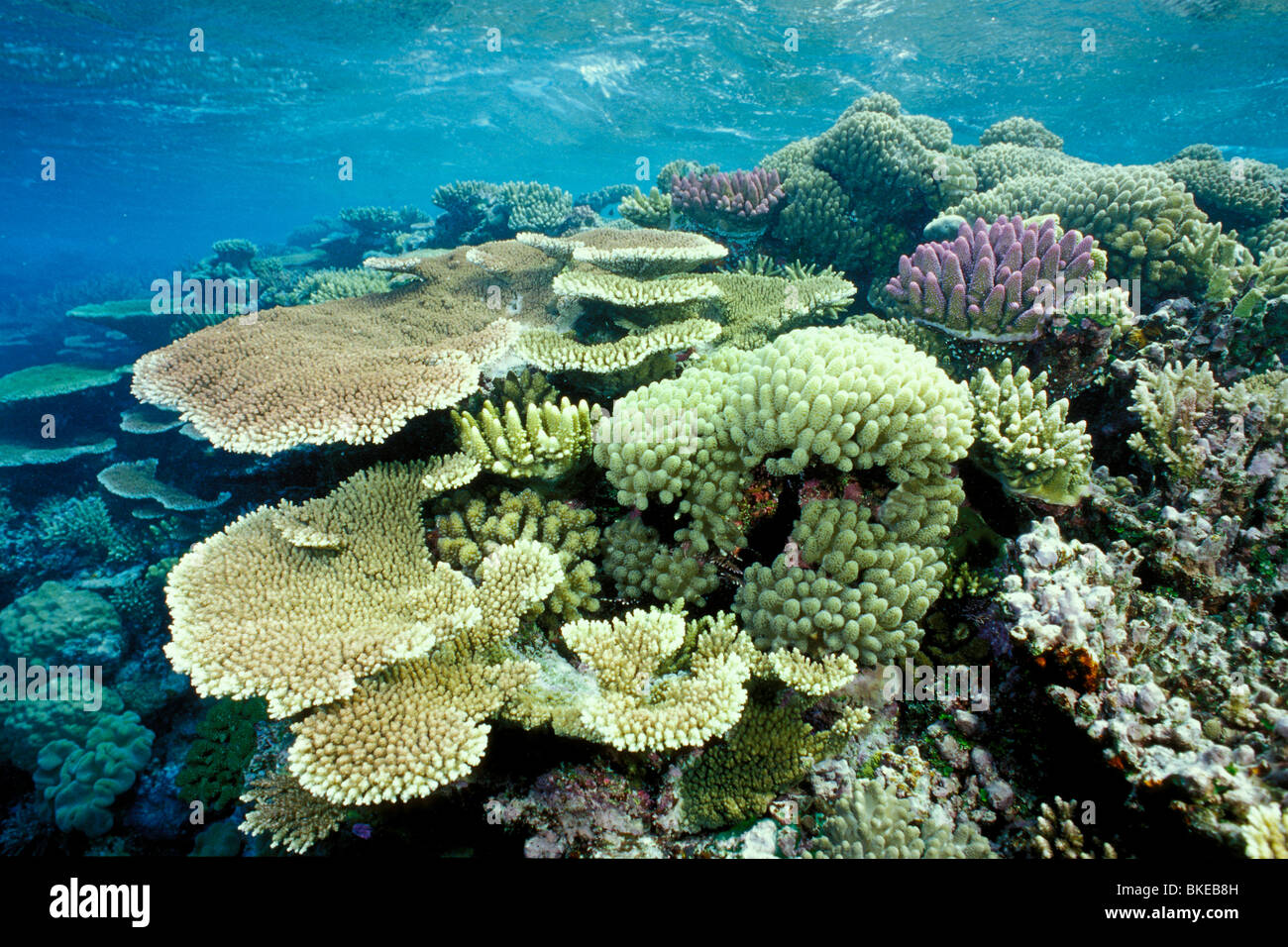 Coral reef, Great Barrier reef, Australia, Pacific Ocean Stock Photo ...