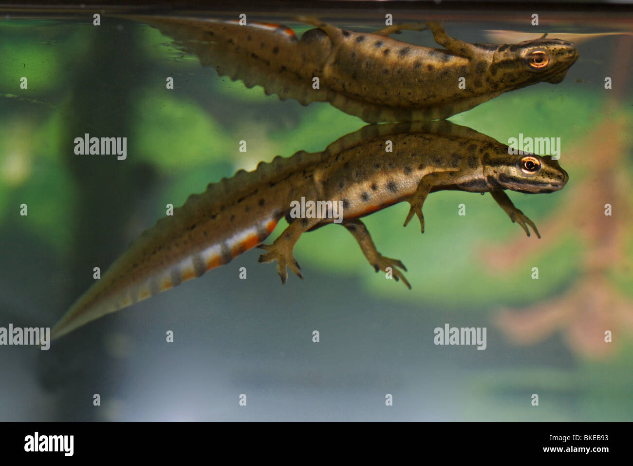 Teichmolch, Molch, Triturus, vulgaris, Lissotriton, Common, Newt Stock ...