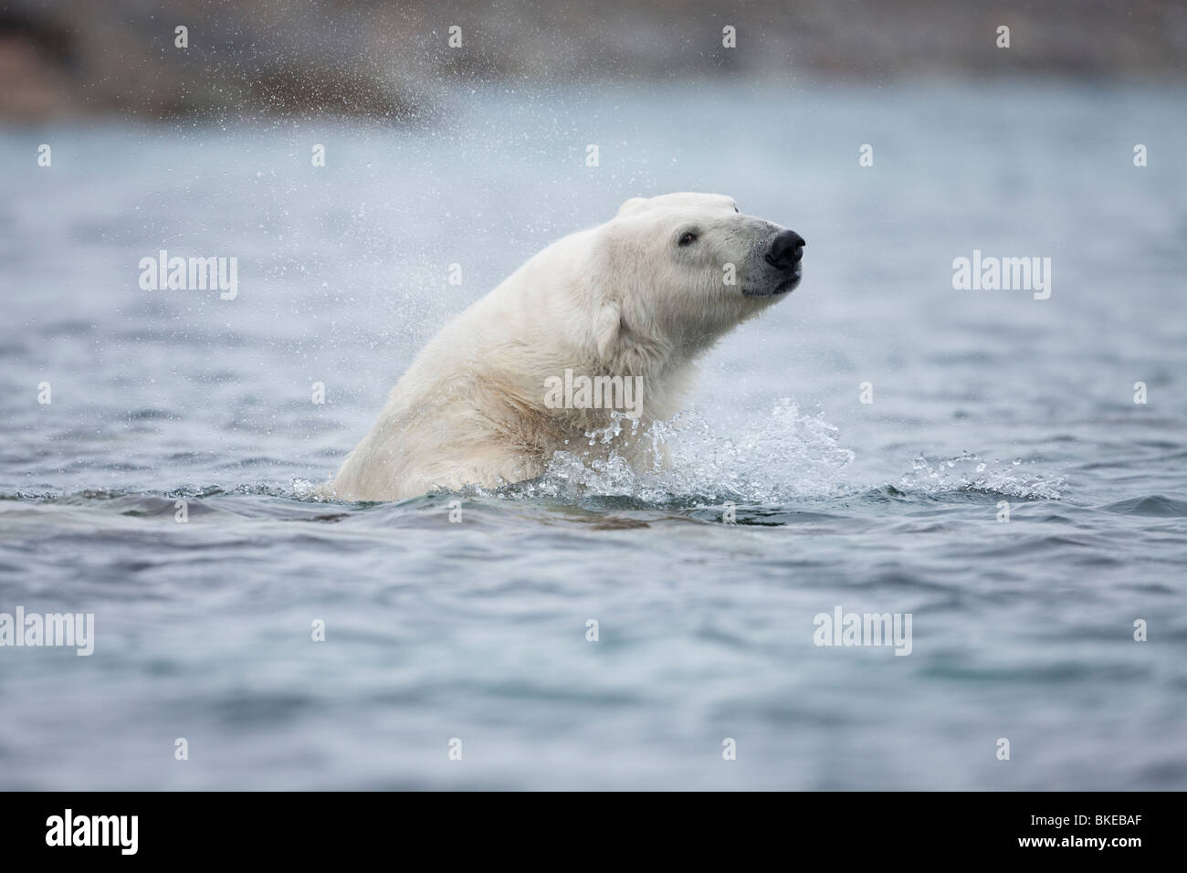 Norway, Svalbard, Spitsbergen Island, Polar Bear(Ursus maritimus ...