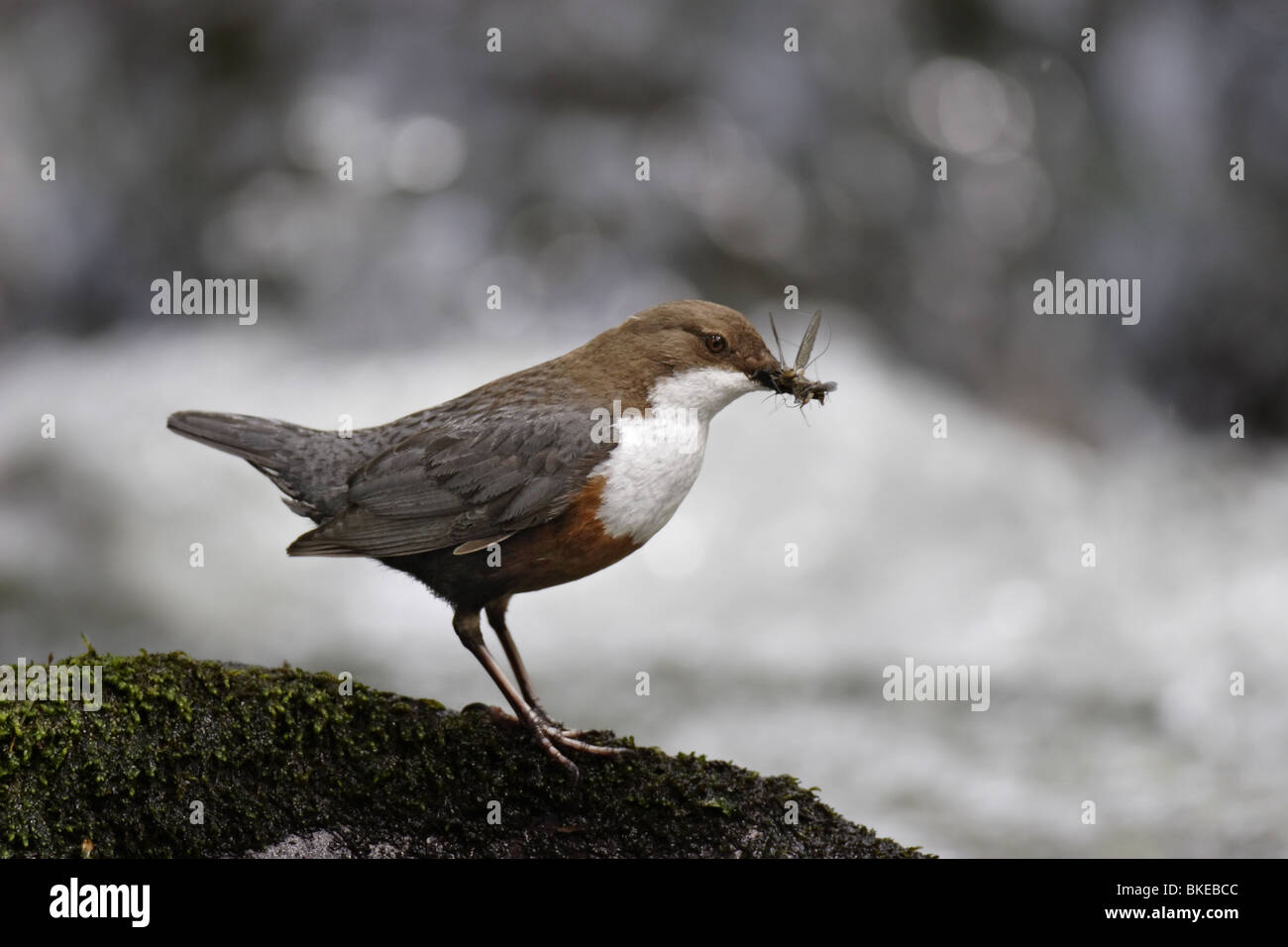 Wasseramsel, Cinclus, European, White, throated, Dipper Stock Photo - Alamy
