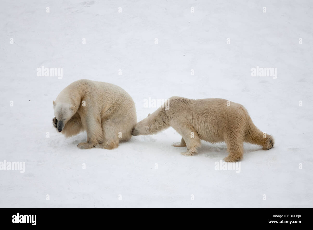 Norway, Svalbard, Spitsbergen Island, Polar Bears (Ursus maritimus ...