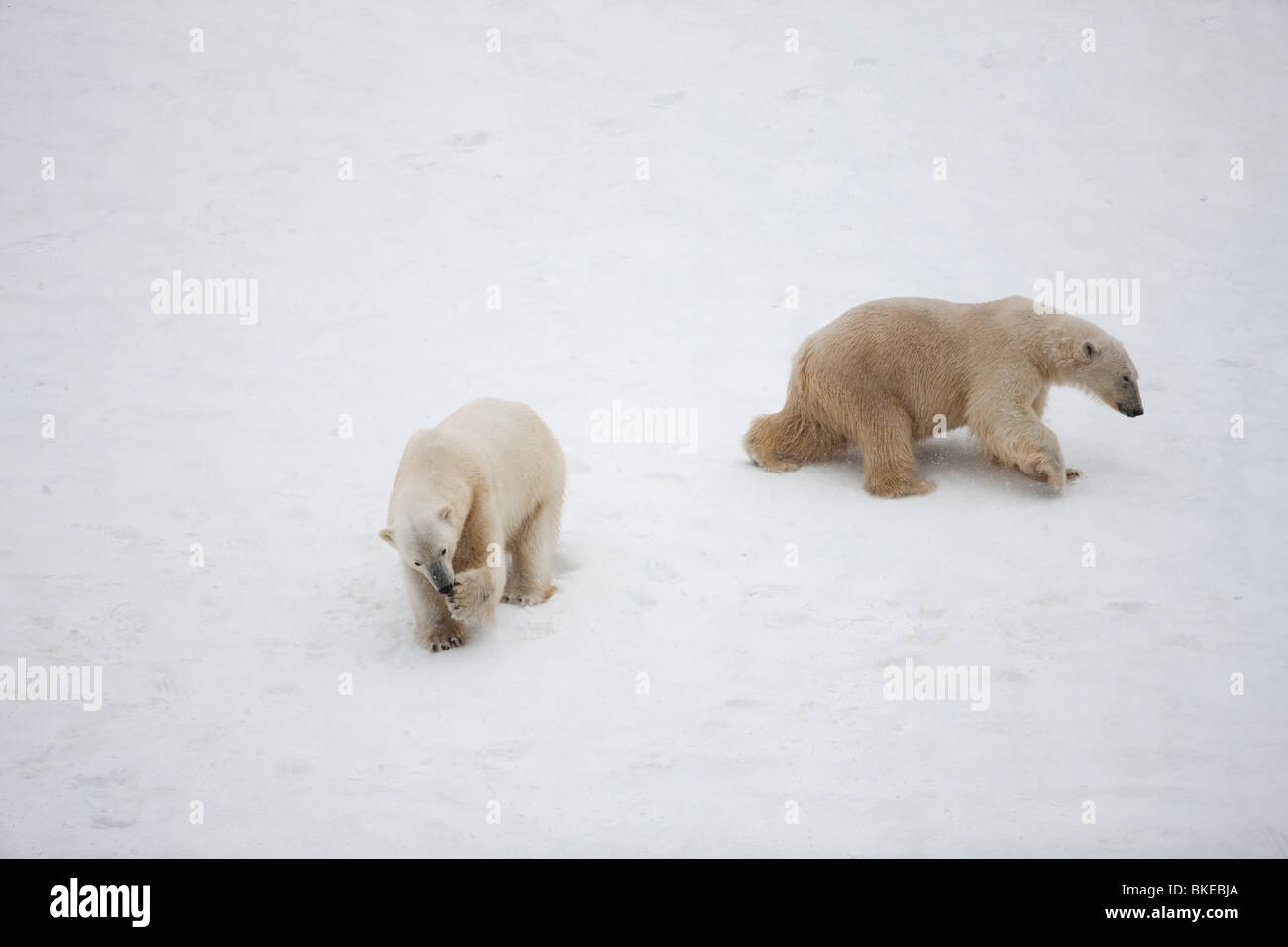 Norway, Svalbard, Spitsbergen Island, Polar Bears (Ursus maritimus ...