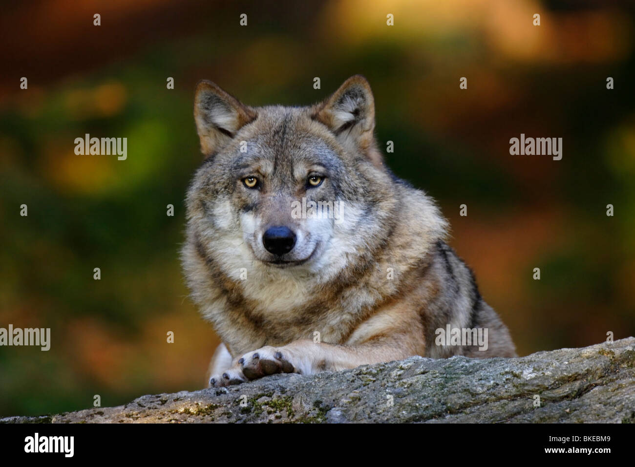 Wolf, Canis, lupus in warm light Stock Photo - Alamy