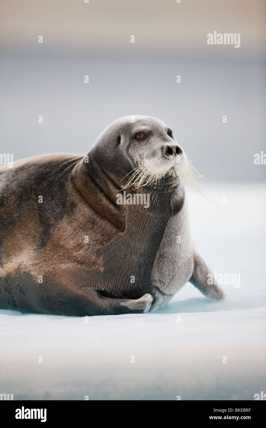 Bearded seal close up hi-res stock photography and images - Alamy