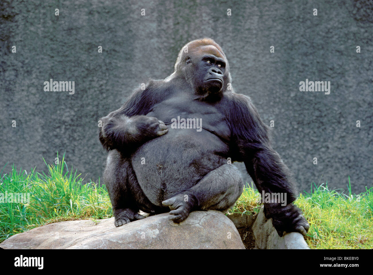 Knuckle walking gorilla hi-res stock photography and images - Alamy