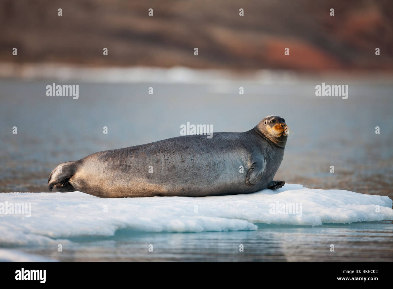 Norway, Svalbard, Spitsbergen Island, Bearded Seal (Erignathus barbatus ...