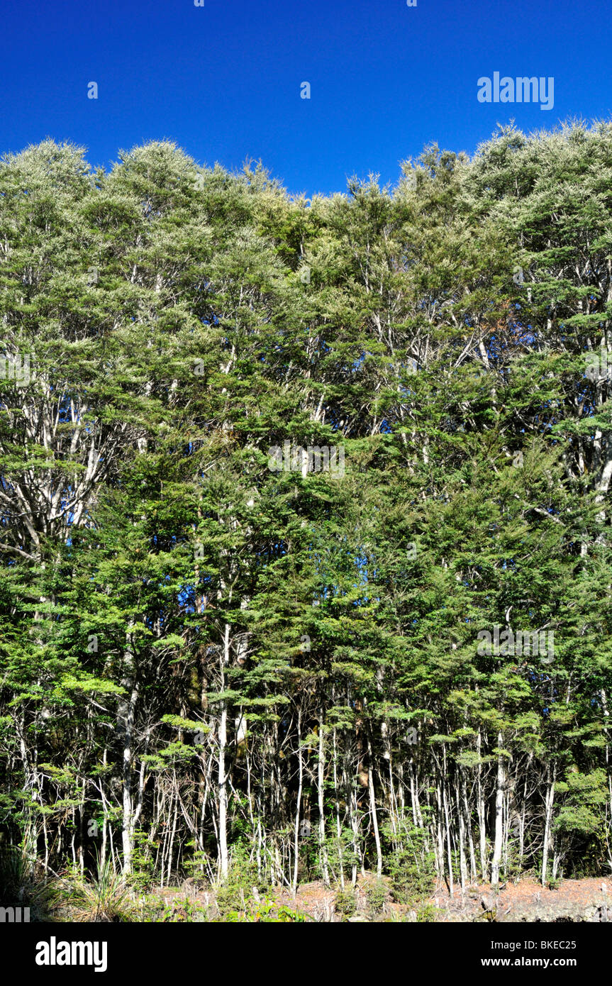 Native bush, West Coast, New Zealand Stock Photo - Alamy