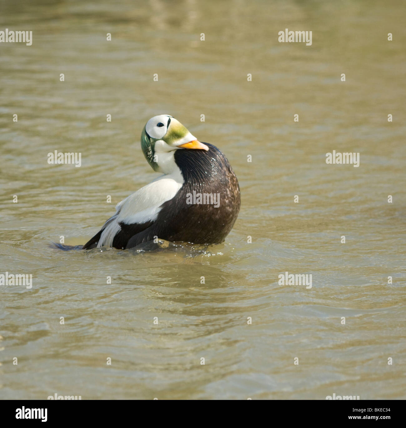 Spectacled eider ducks hi-res stock photography and images - Alamy