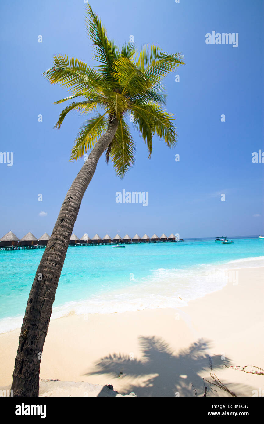 Maldives palm tree hi-res stock photography and images - Alamy