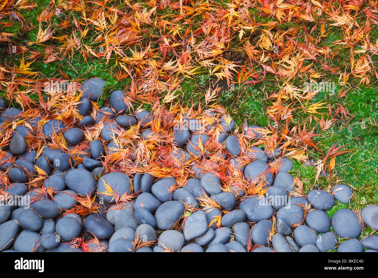 Rocks And Fallen Leaves Stock Photo - Alamy