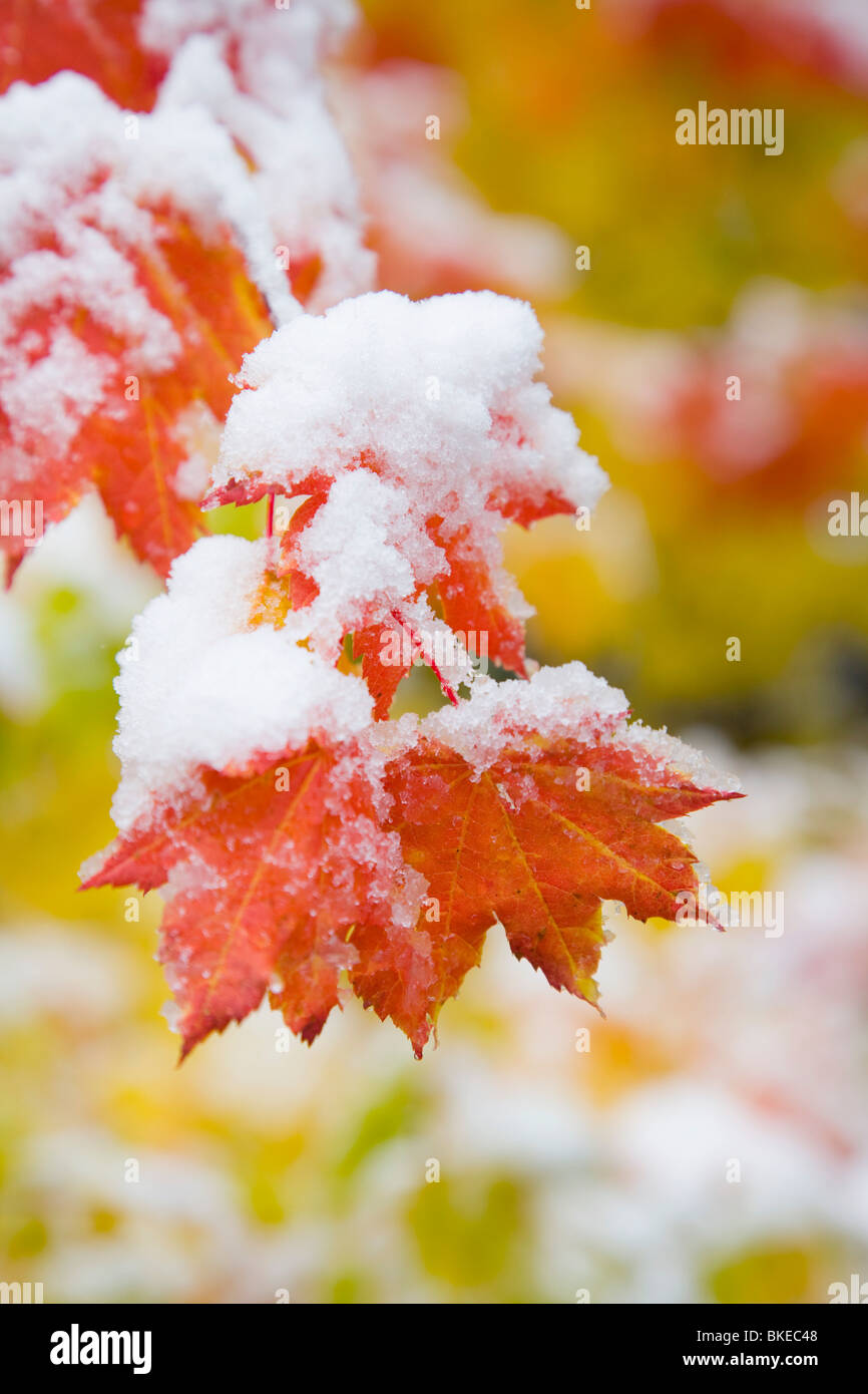 Vine Maple (Acer Circinatum), Mount Hood, Oregon, Usa Stock Photo - Alamy