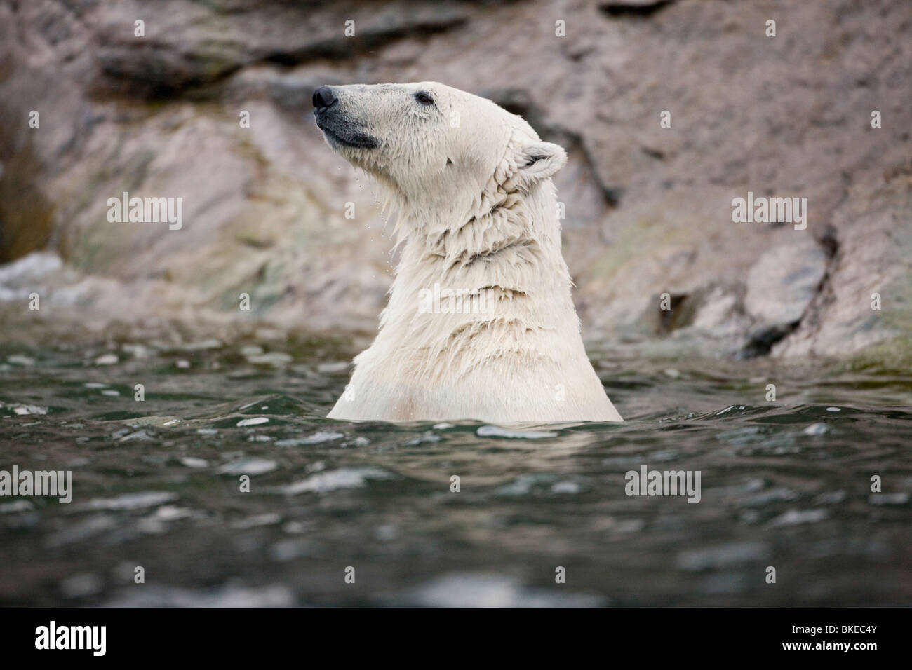 Norway, Svalbard, Spitsbergen Island, Polar Bear (Ursus maritimus ...