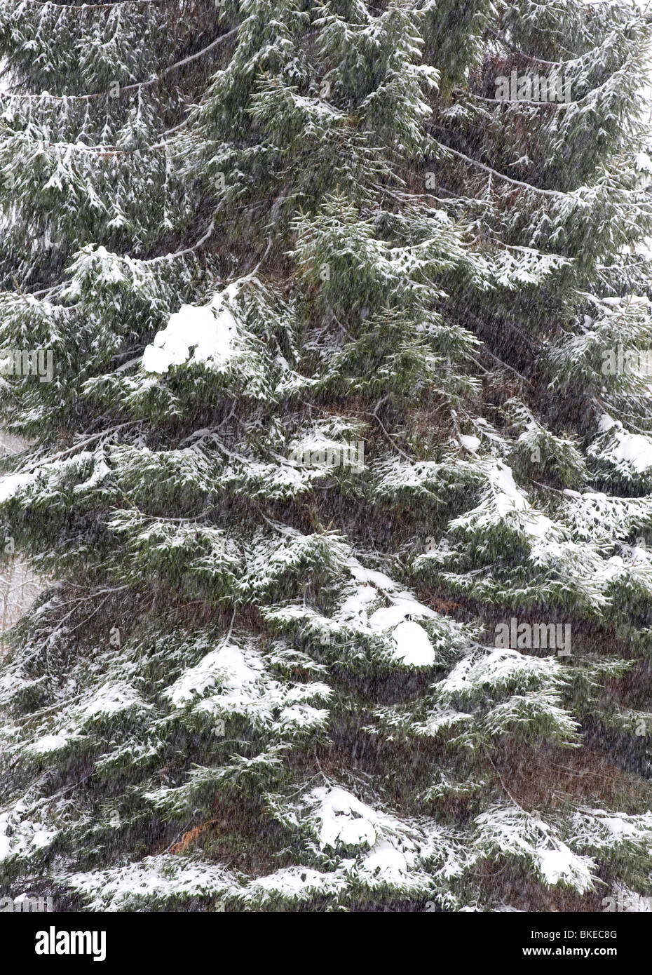 Winter details from Sweden Stock Photo - Alamy