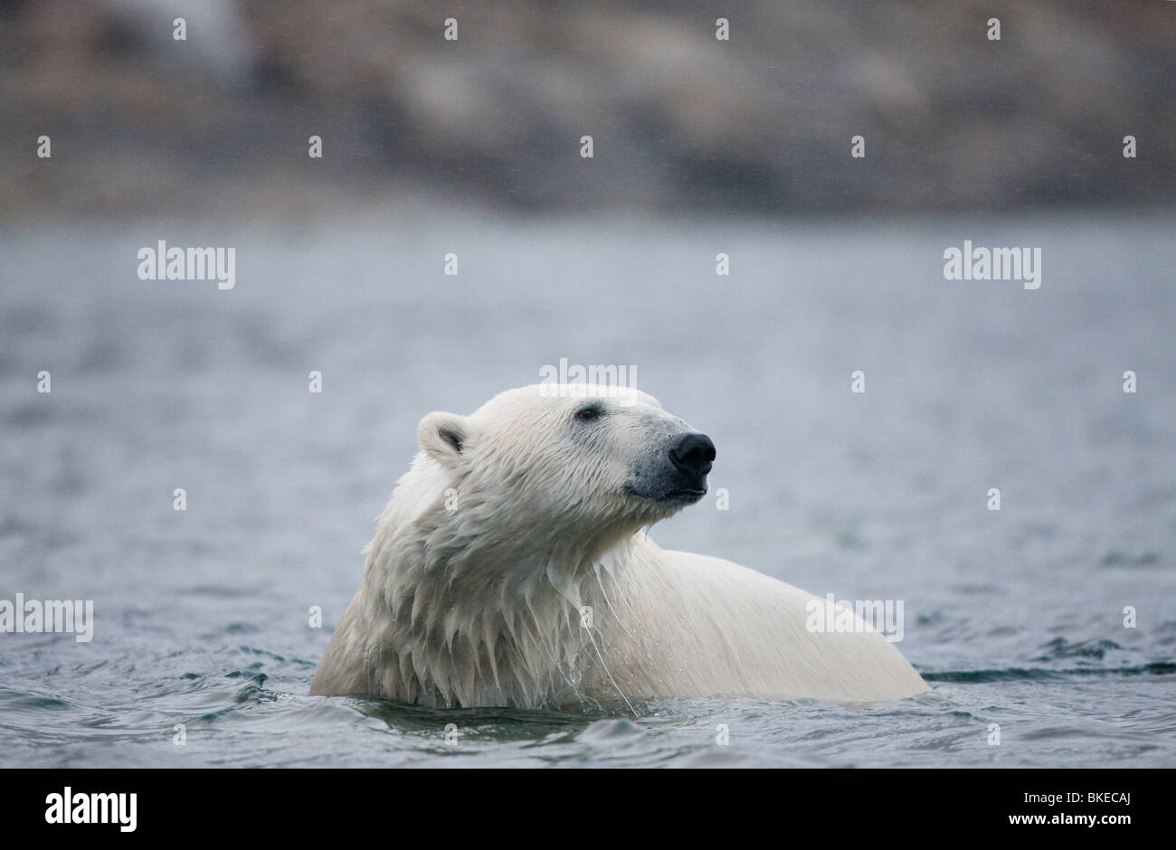 Norway, Svalbard, Polar Bear (Ursus maritimus) swimming in Sallyhammna ...