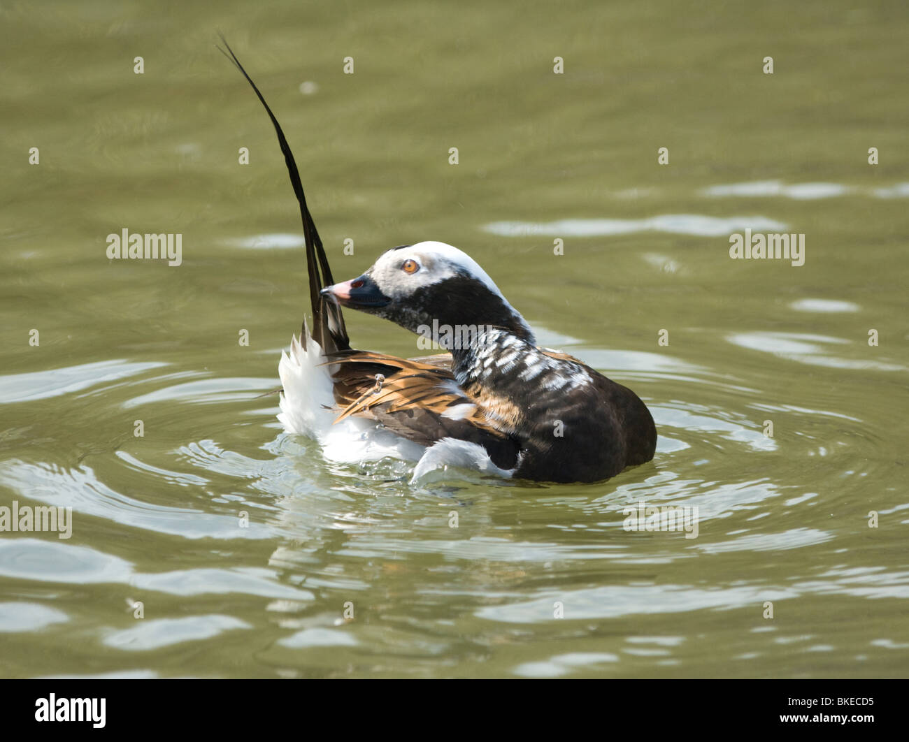 Long tailed duck uk hi-res stock photography and images - Alamy