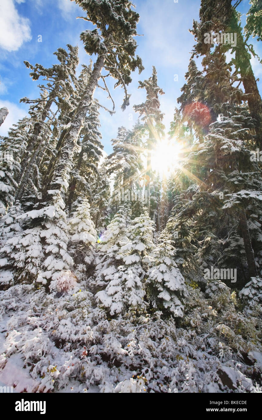 Sun Through The Trees Stock Photo - Alamy