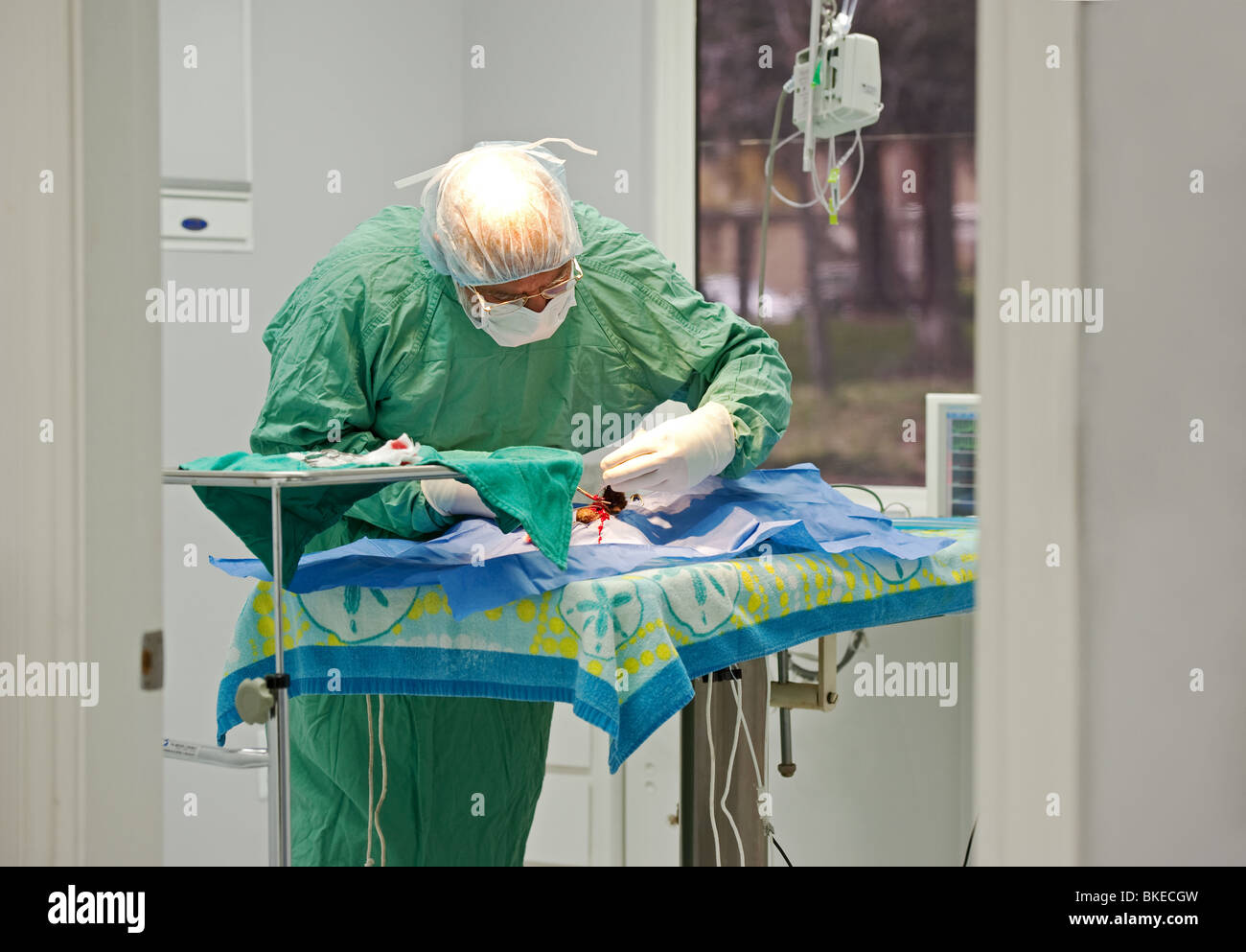 Vet surgery hi-res stock photography and images - Alamy