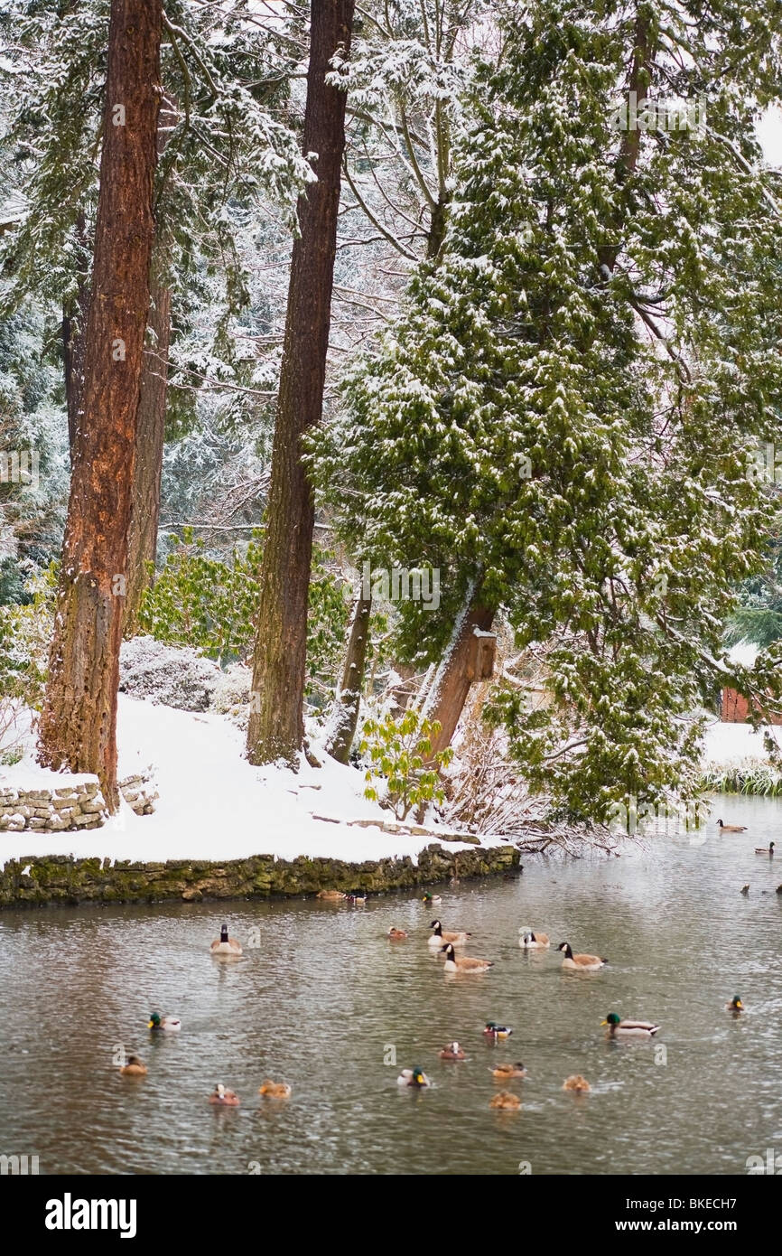 Ducks In A Lake, Portland, Oregon, Usa Stock Photo - Alamy