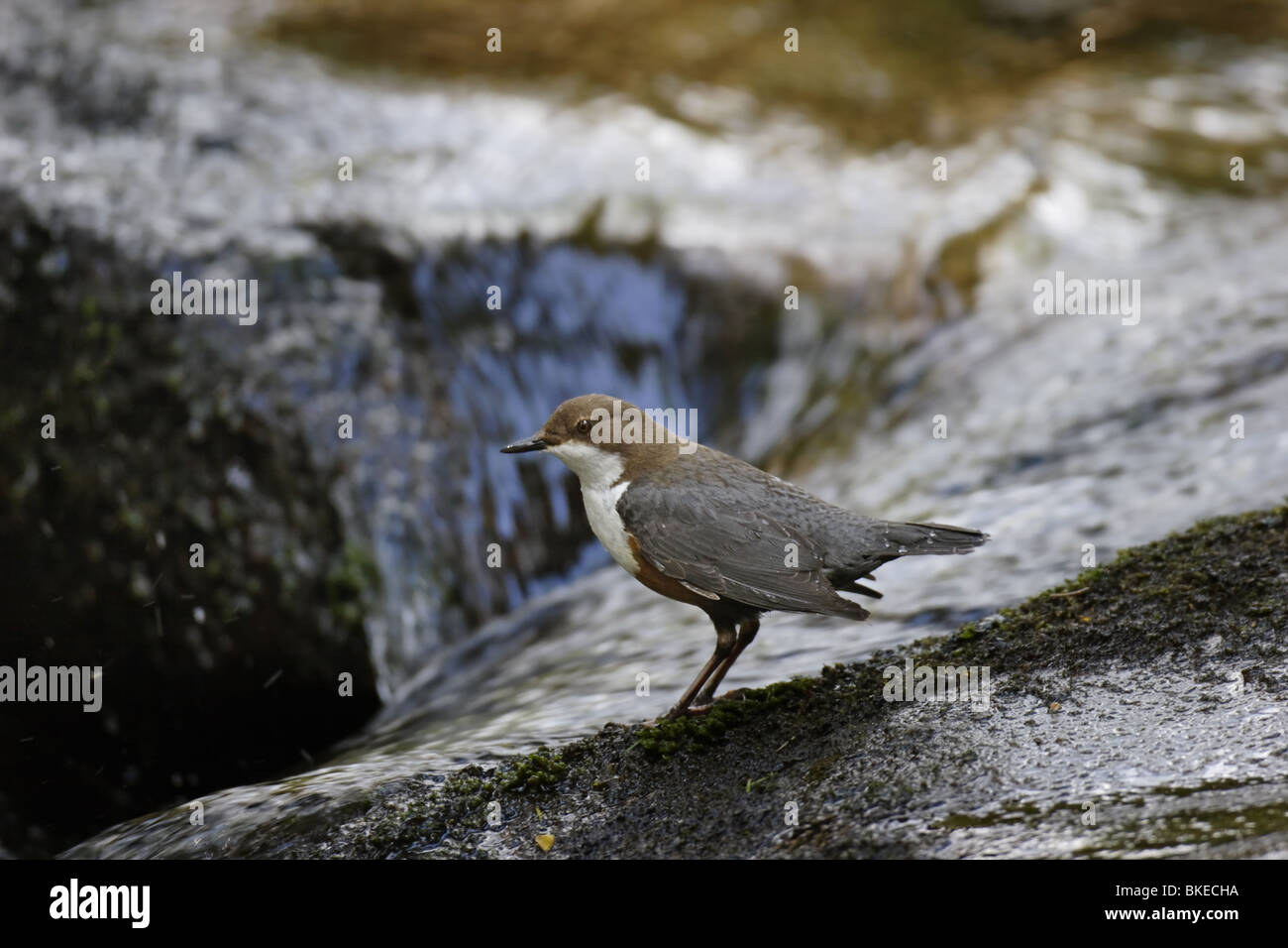 Wasseramsel, Cinclus, European, White, throated, Dipper Stock Photo - Alamy