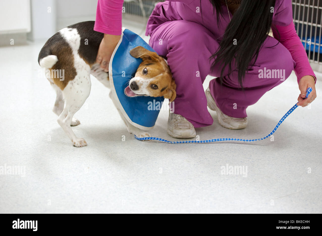 a nurse calms a playful dog in recuperation Stock Photo - Alamy