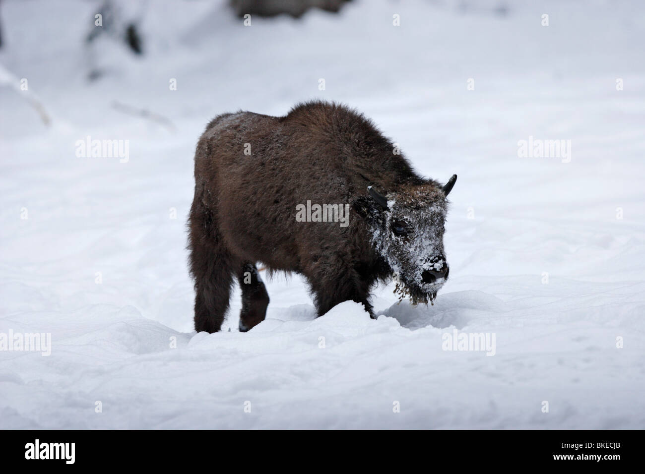 Wisent Bison, European, Bison, bonasus Stock Photo - Alamy