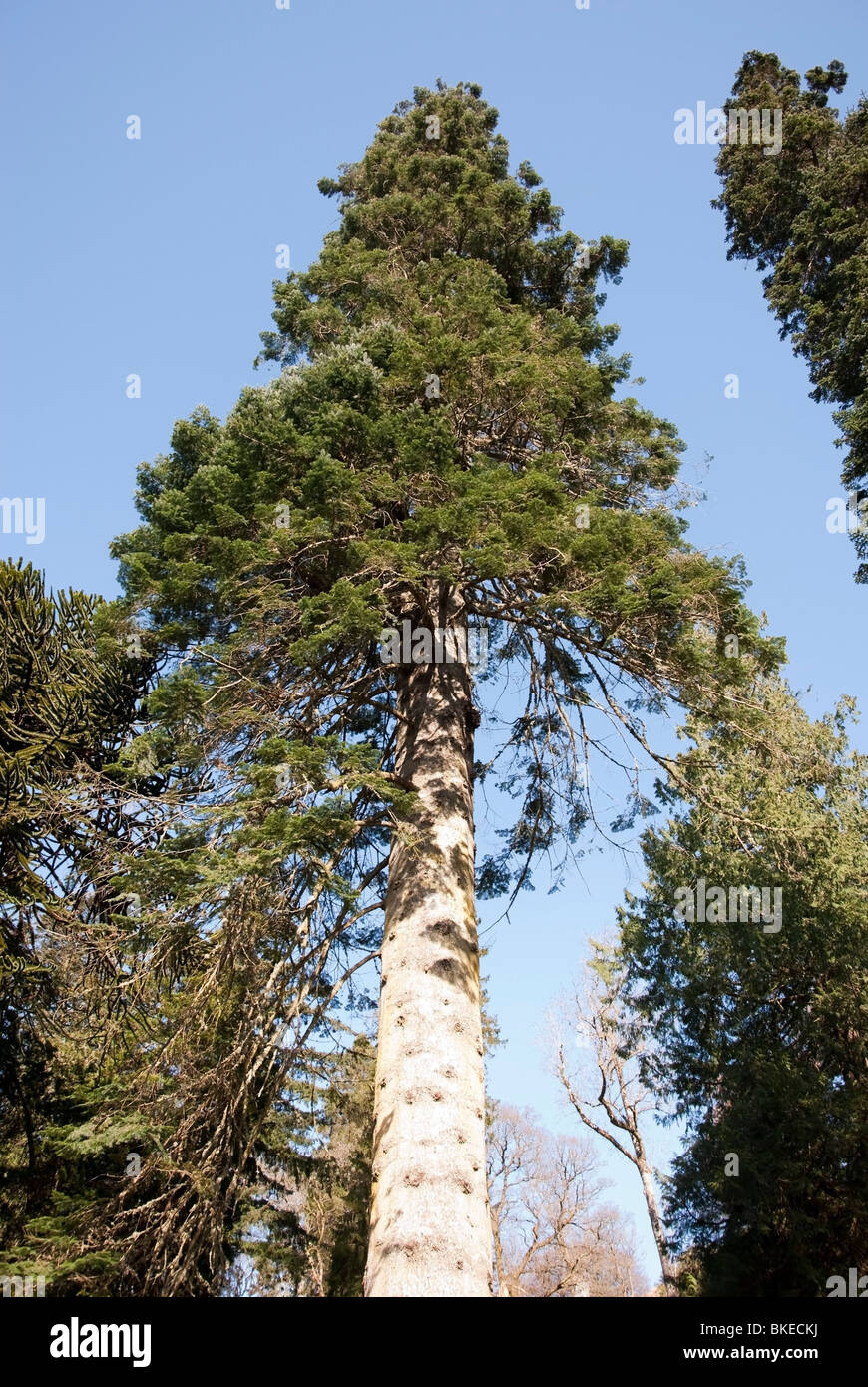 Tallest Tree in Britain Grand Fir Ardkinglas Woodland Garden Glen ...