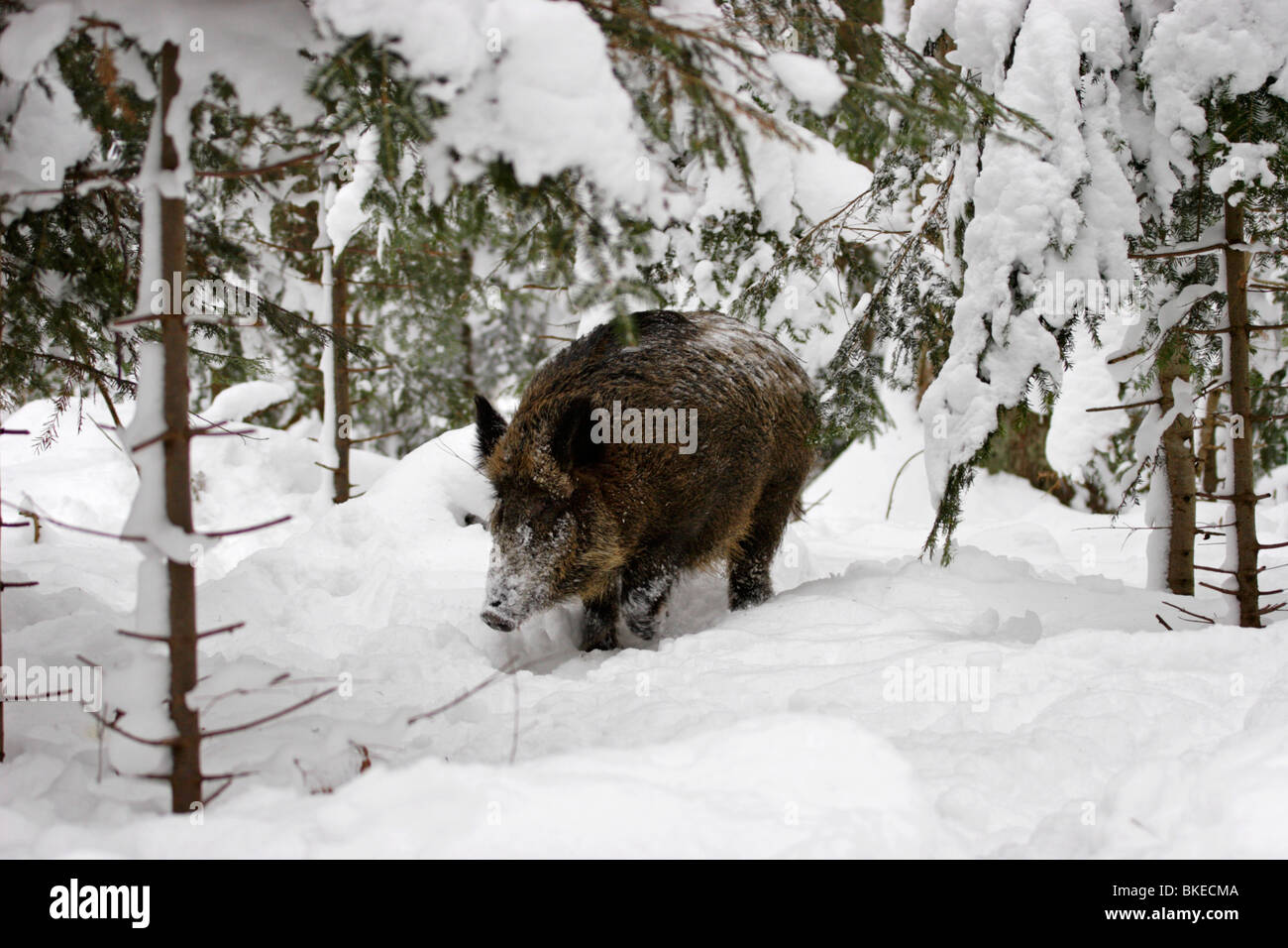Wildschwein, sus, scrofa, wild, boar Stock Photo - Alamy
