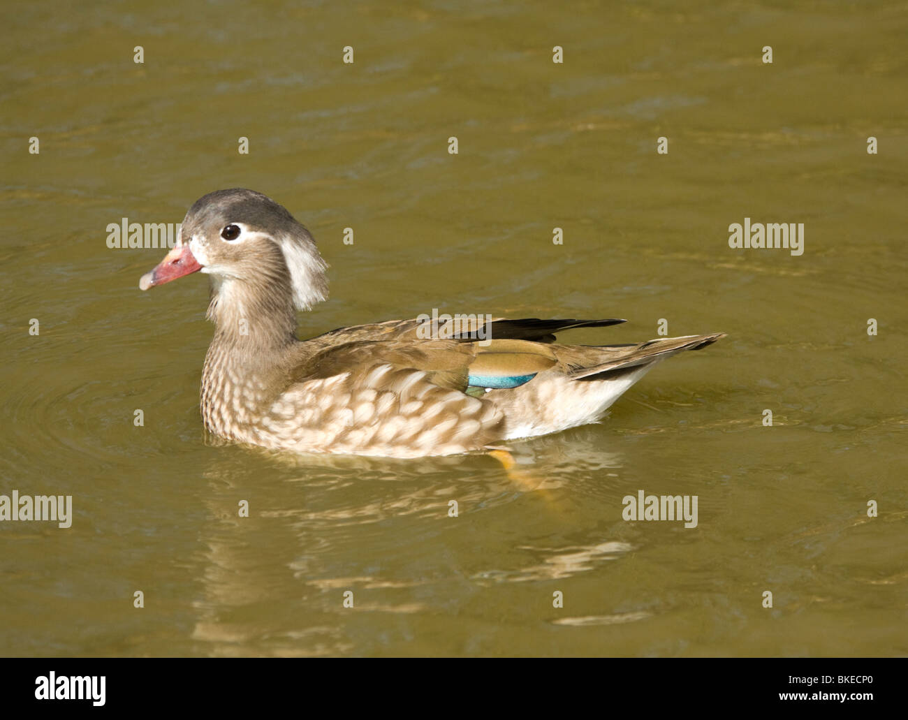 Mandarin Duck Female Aix galericulata Stock Photo - Alamy