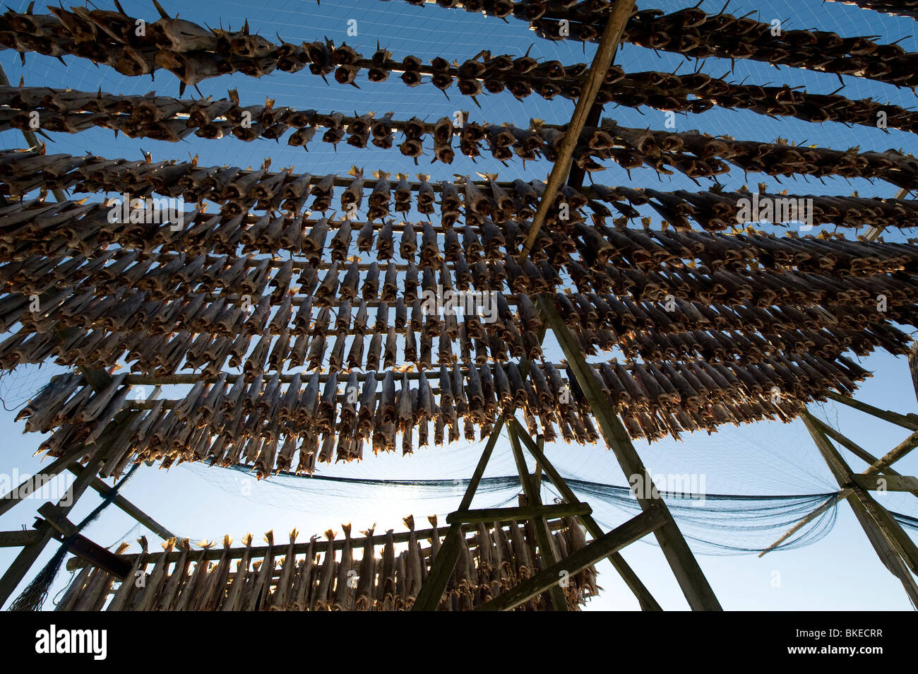 Lofoten dry cod hi-res stock photography and images - Alamy