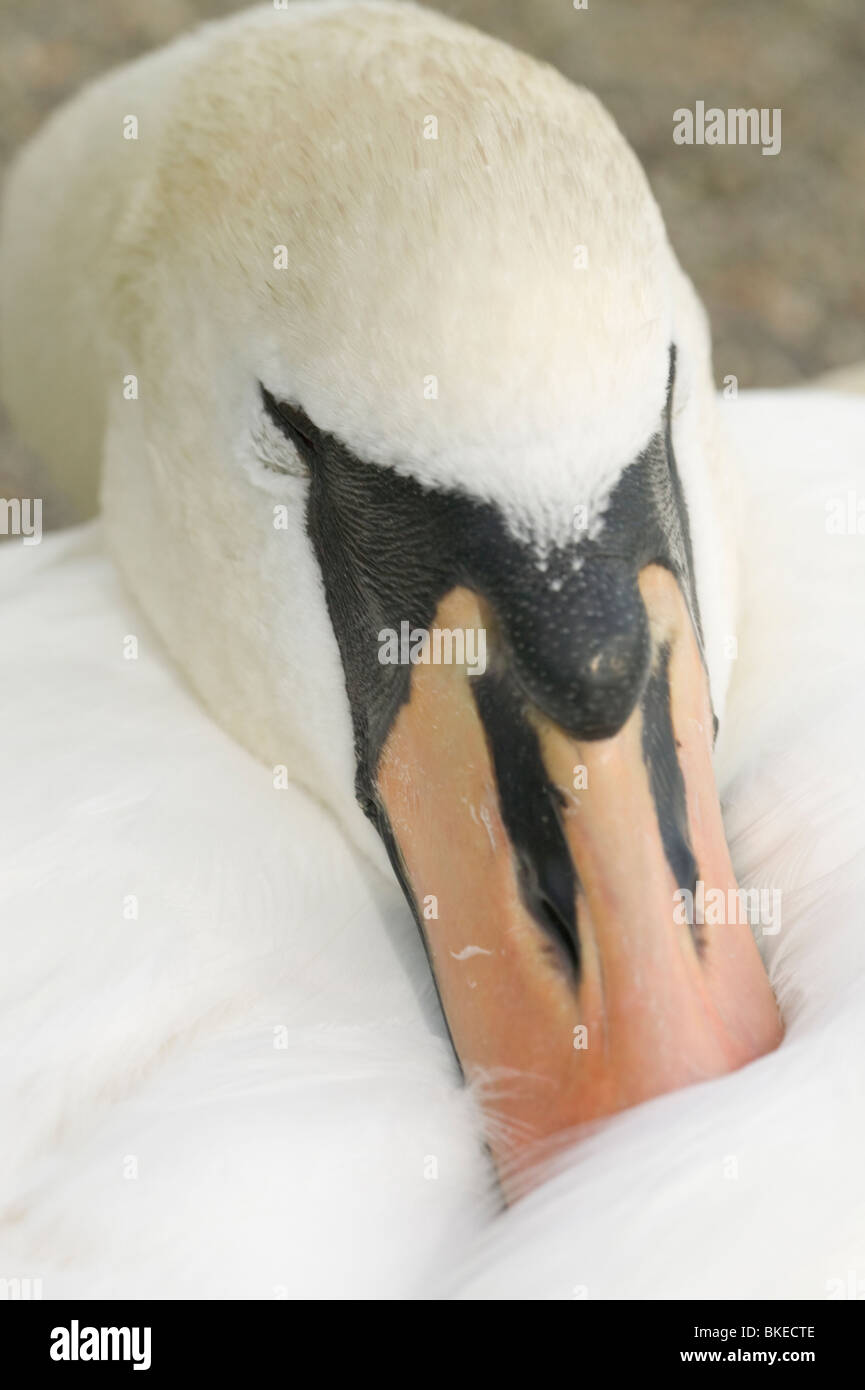 A Mute Swan dozing with its bill under its wing Stock Photo - Alamy